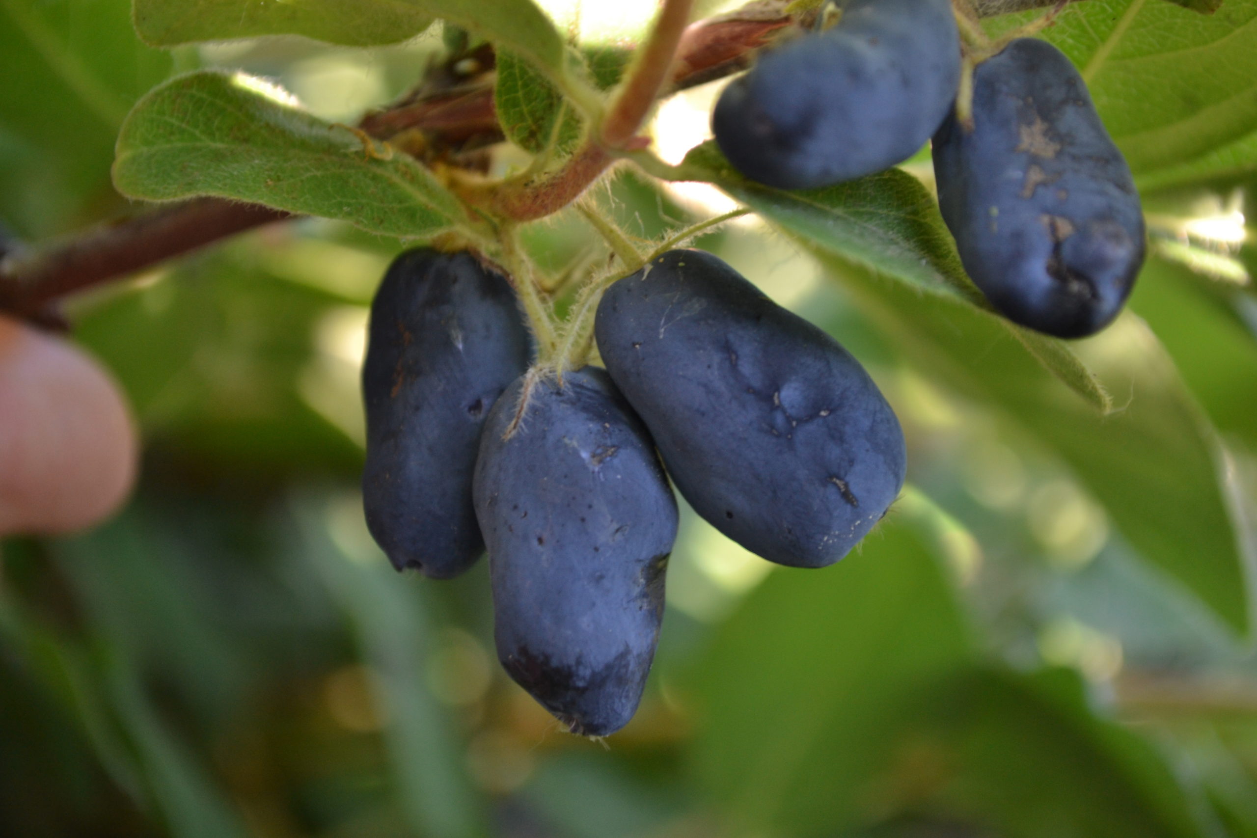 Why I Love Growing Haskap - Cold Climate Abundance