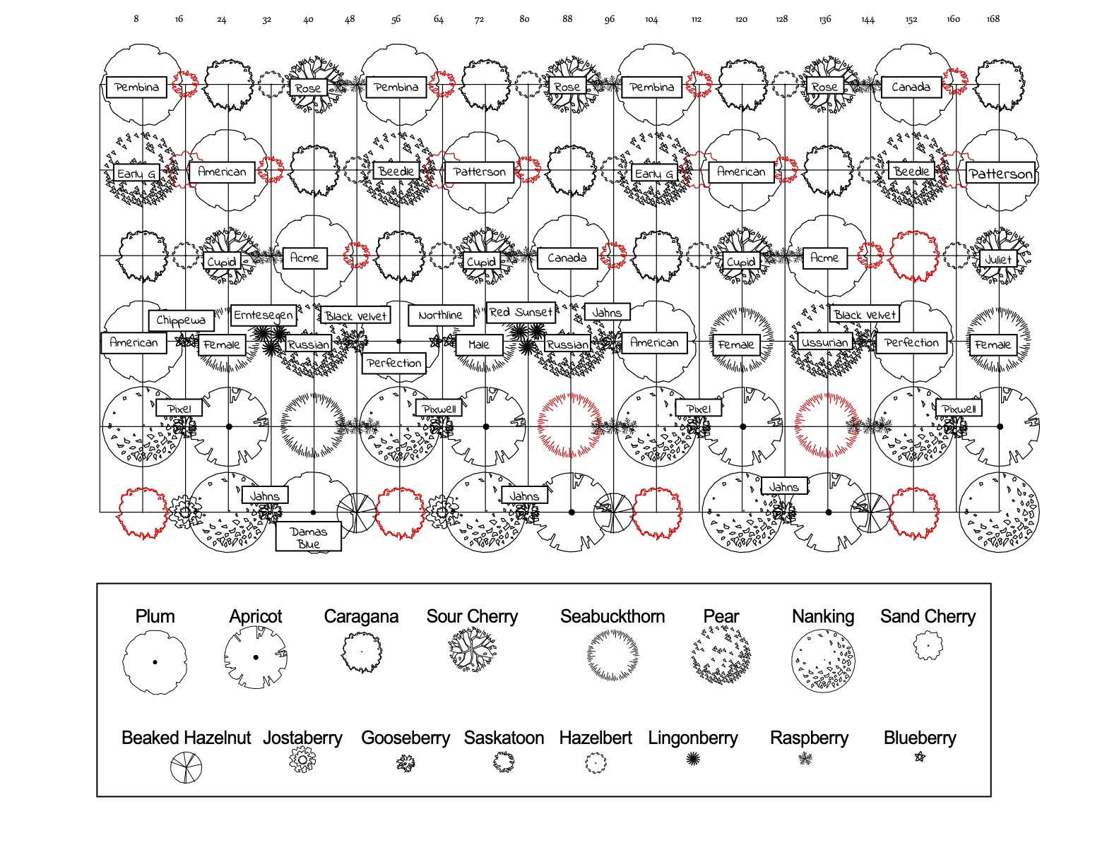 How I Planted My Zone 3 Fruit Orchard - Cold Climate Abundance